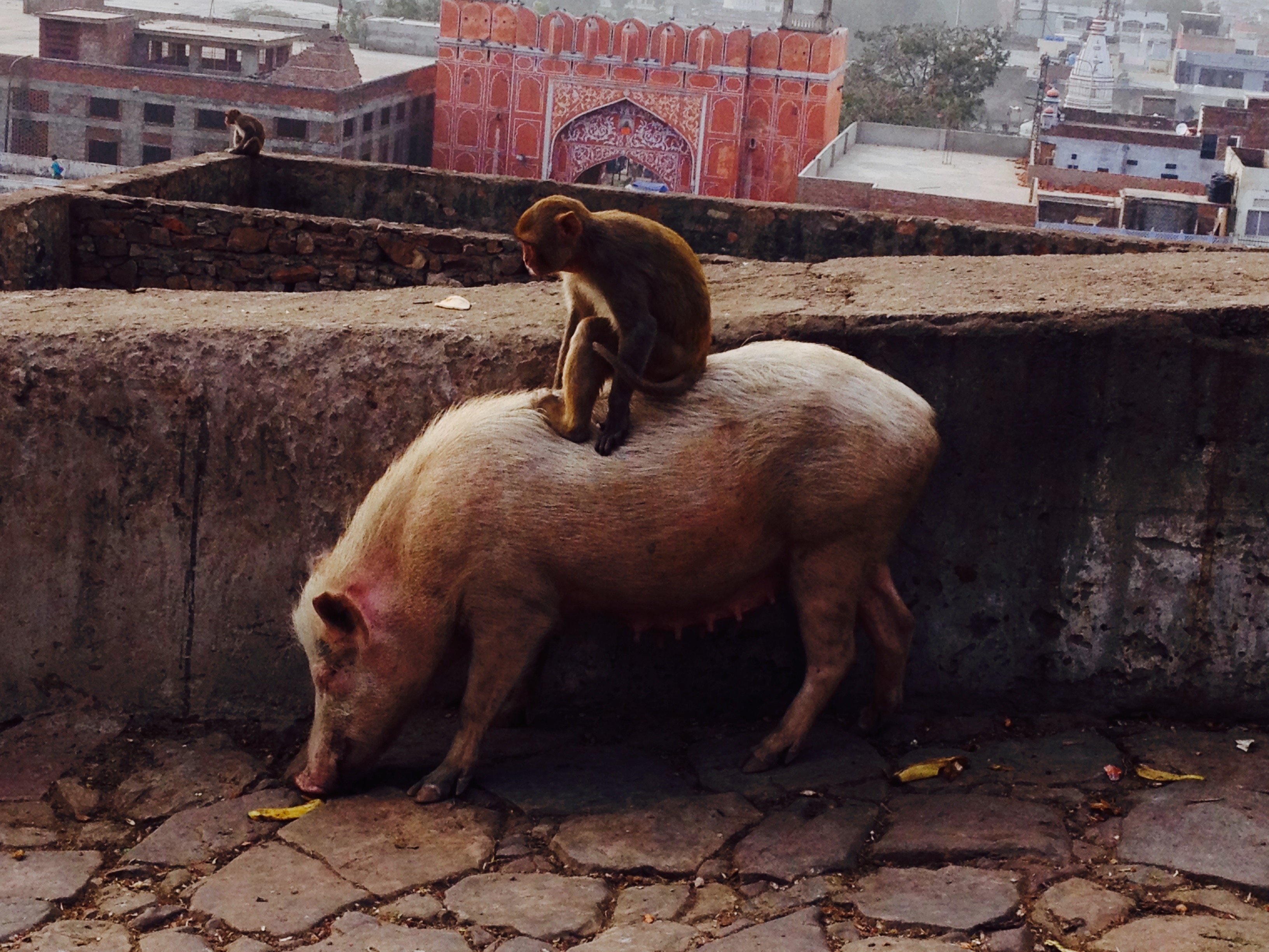 Travelogue | India – Eclectic Spark