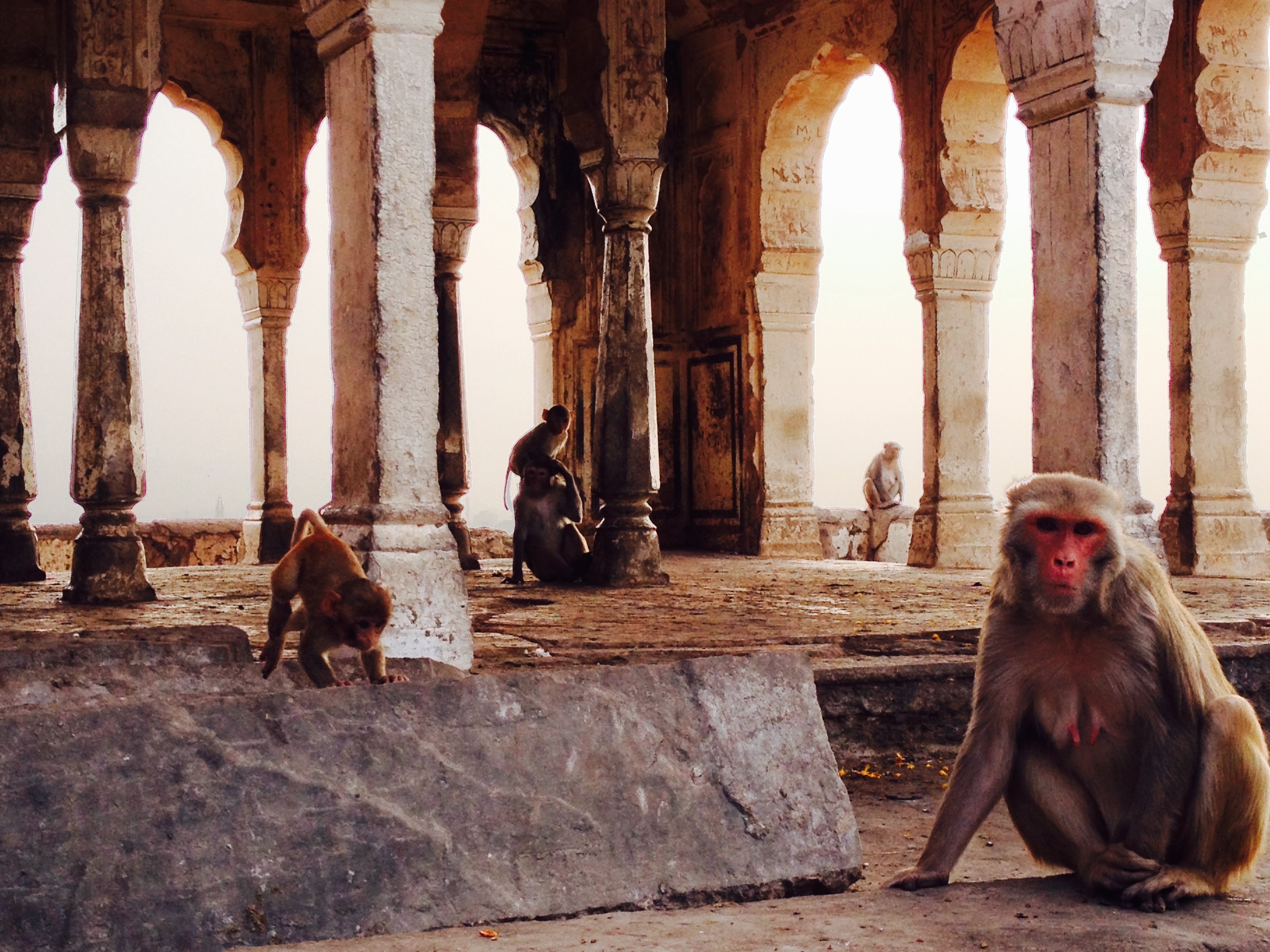 Travelogue | India – Eclectic Spark