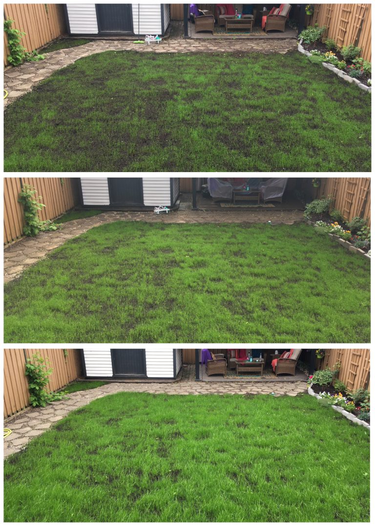 DIY Backyard Remodel | How To Grow Grass From Seed In Your Yard ...