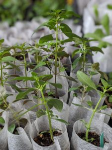 The Backyard Border Garden Part 2: Designing & Transplanting – Eclectic ...