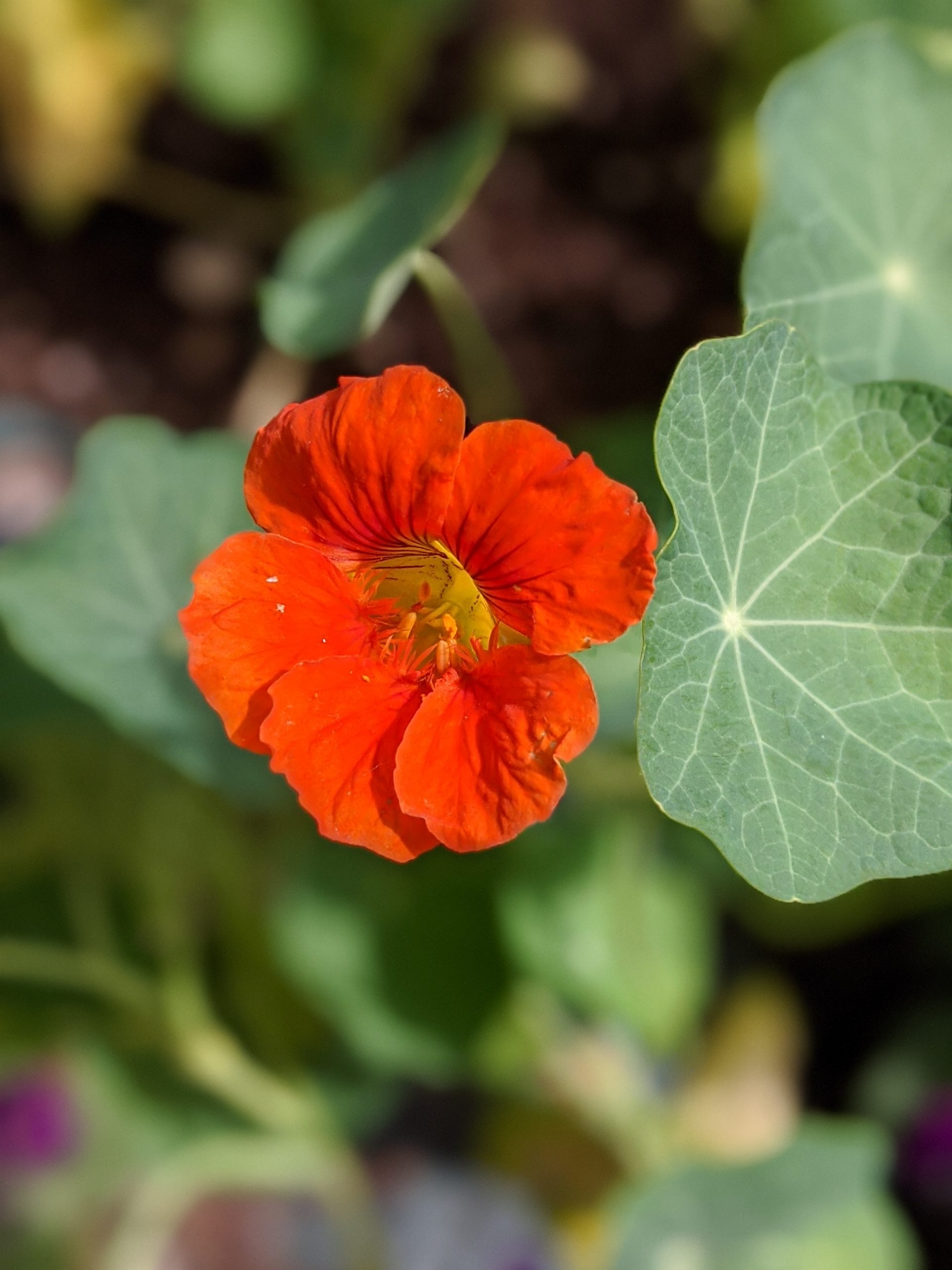 The Backyard Border Garden Part 3: The Garden Tour – Eclectic Spark