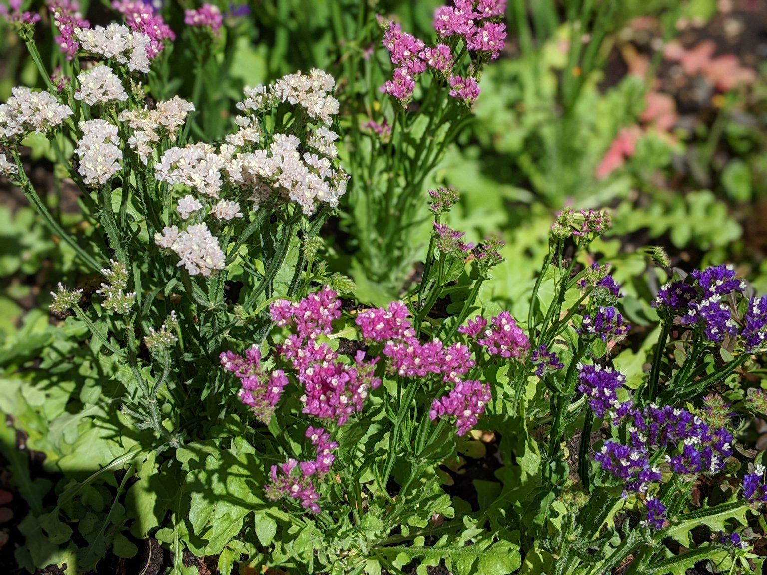 The Backyard Border Garden Part 3: The Garden Tour – Eclectic Spark