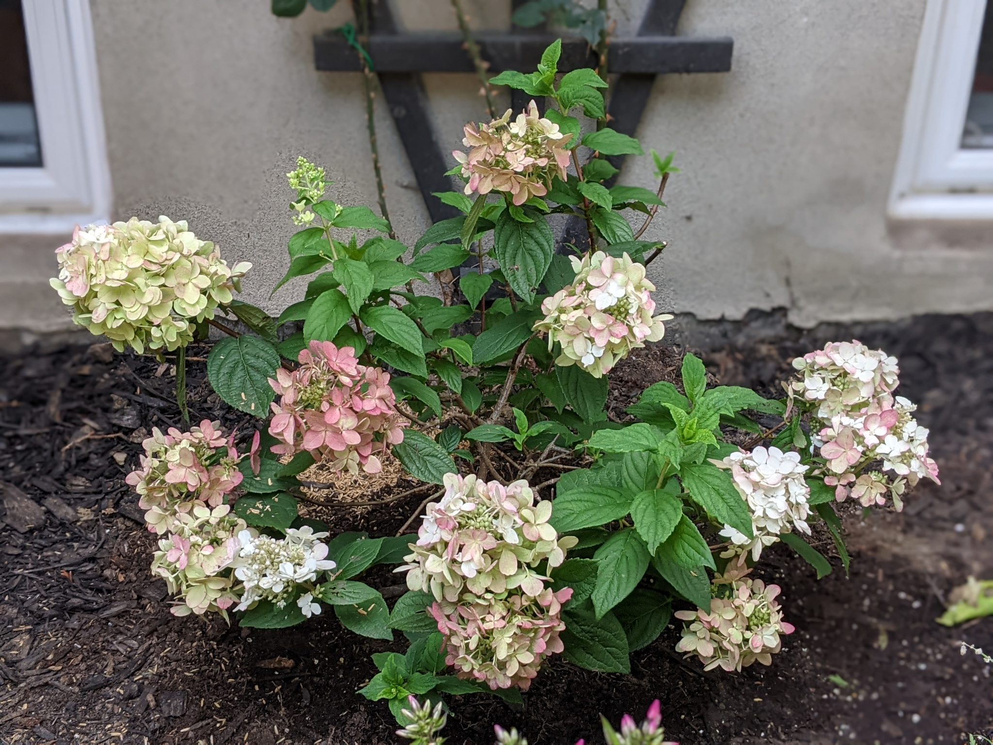 How To Train A Hydrangea Bush Into A Tree Form – Eclectic Spark